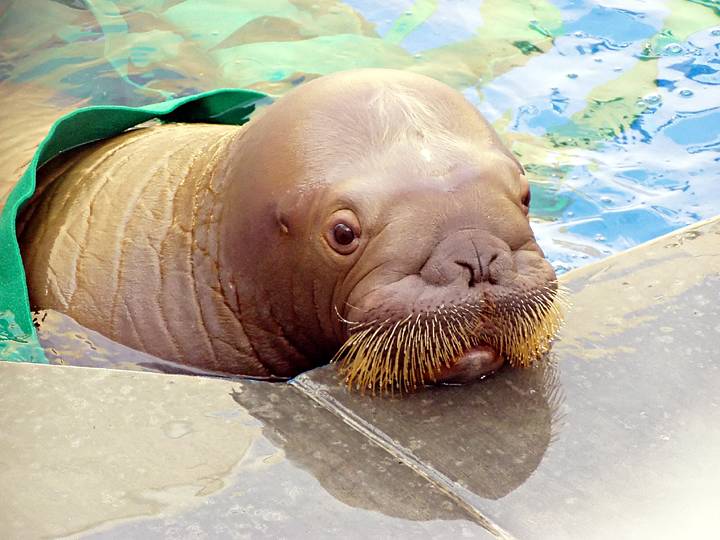 At Least I’m not Starved of Metaphors - The Walrus and the Honey Bee