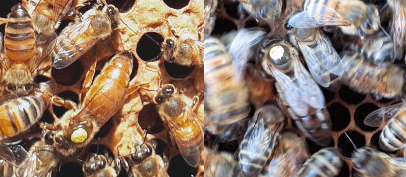 Local Bees? - The Walrus and the Honey Bee