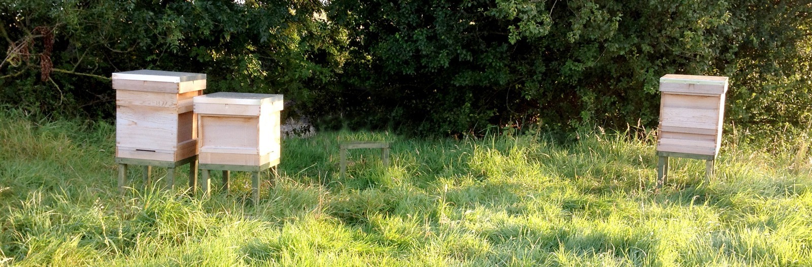 Installing Bees For The First Time - The Walrus and the Honey Bee