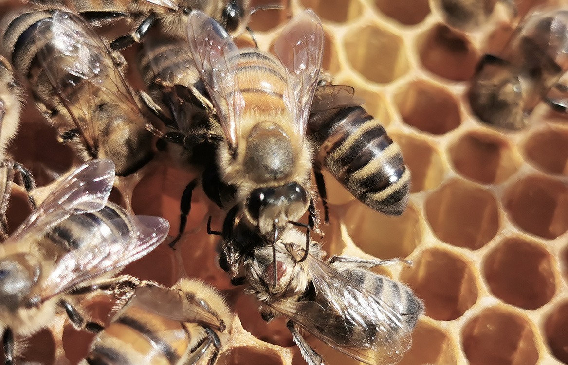 Stress Testing Varroa Treatment Regimes